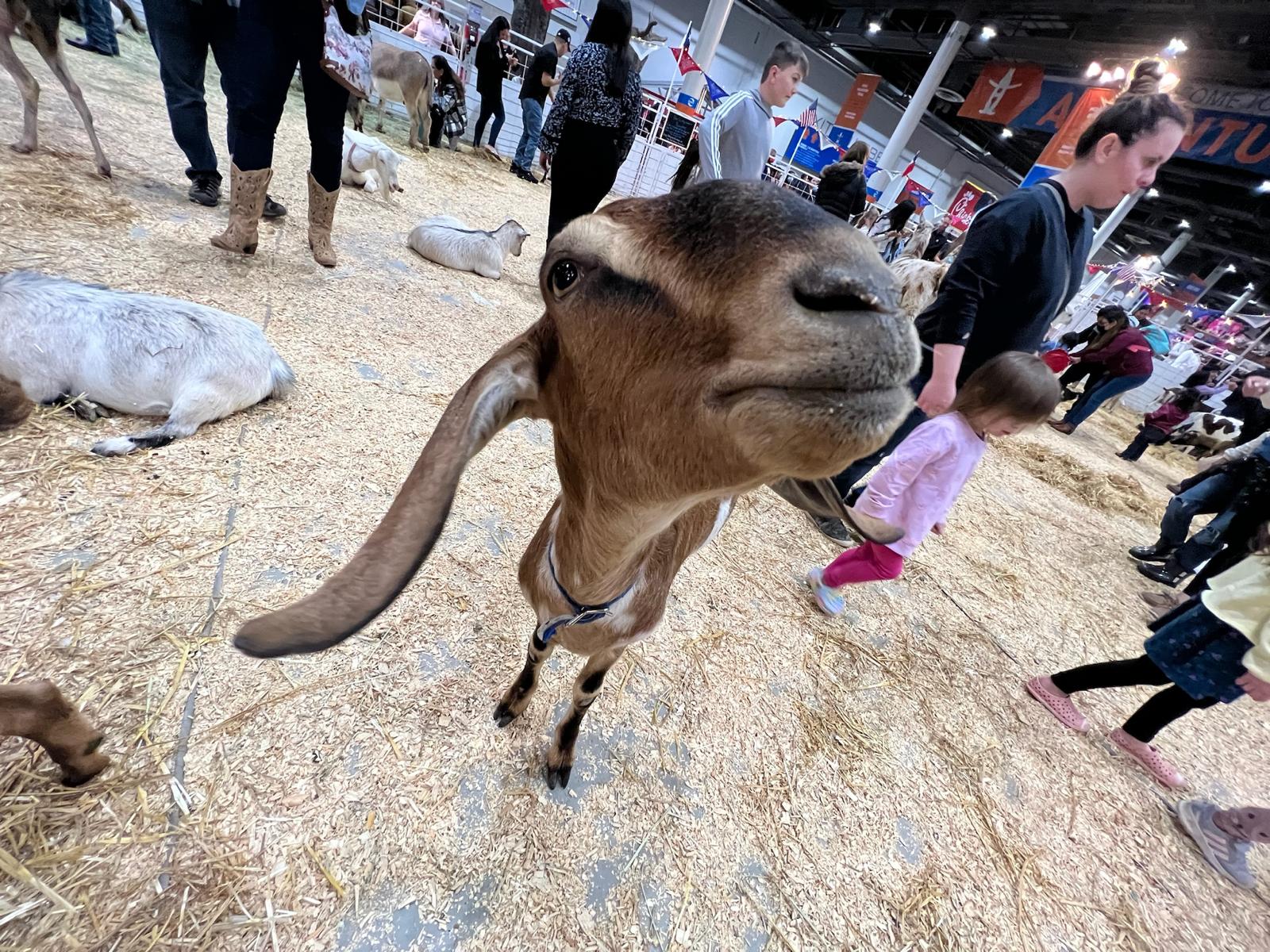 Top 10 Things at the Houston Rodeo